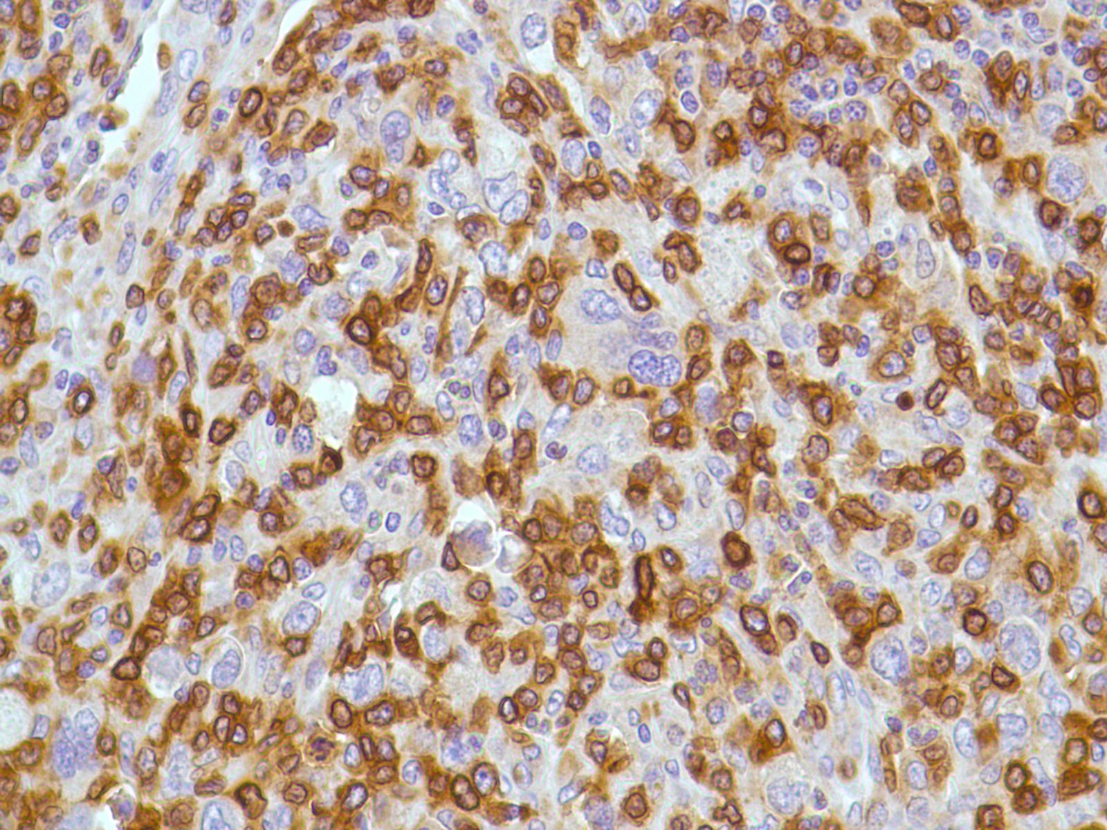 anti-CD3 antibody [SP7] (ARG52744) - arigo Biolaboratories
