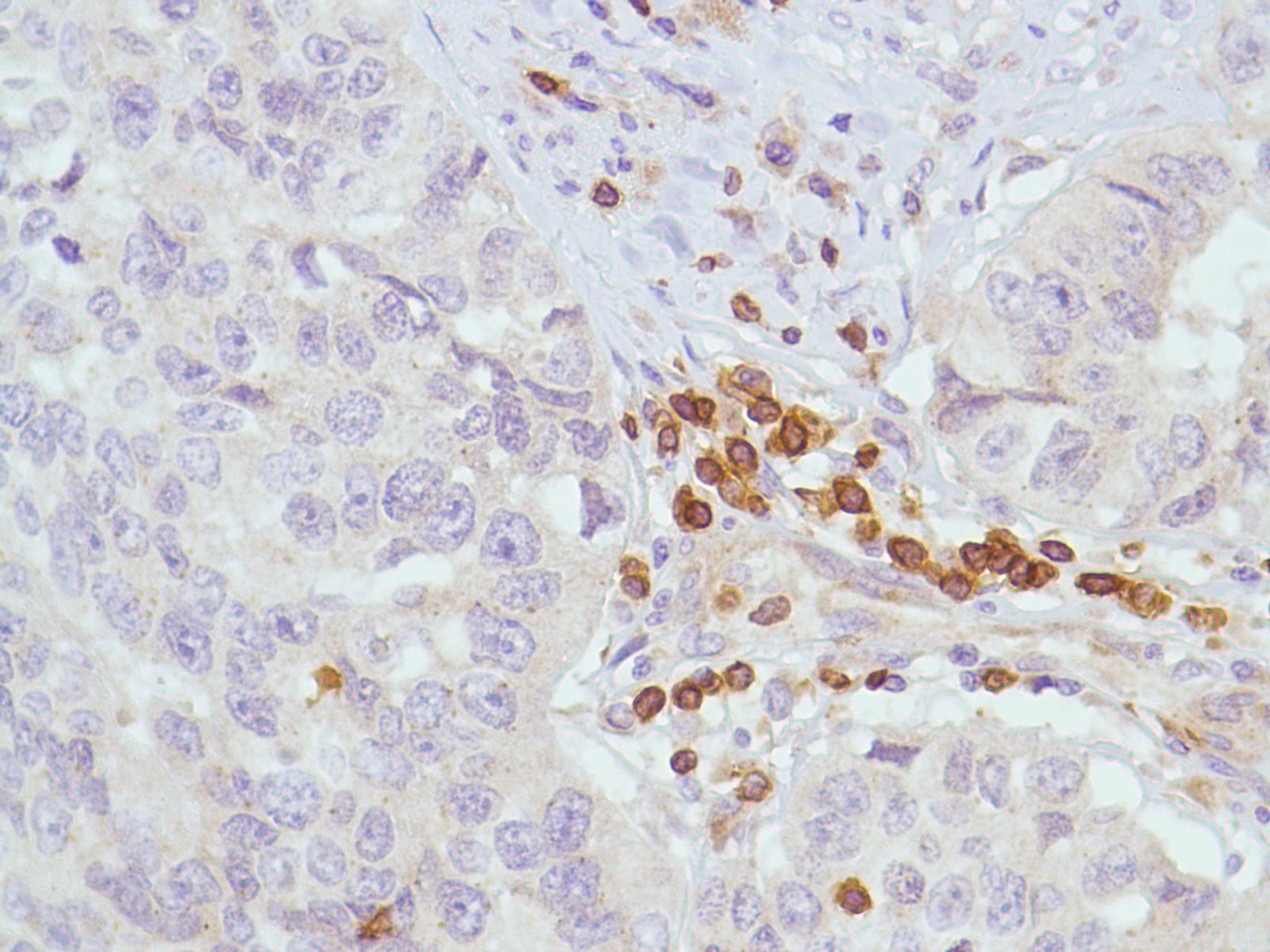 anti-CD3 antibody [SP7] (ARG52744) - arigo Biolaboratories