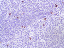 anti-MPO Myeloperoxidase antibody [SP72] (ARG53344) - arigo Biolaboratories