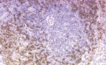 anti-CD45R B220 antibody [RA3-6B2] (ARG65535) - arigo Biolaboratories