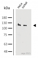 anti-TERT antibody (ARG54933) - arigo Biolaboratories