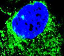 anti-ADH7 antibody (ARG55167) - arigo Biolaboratories