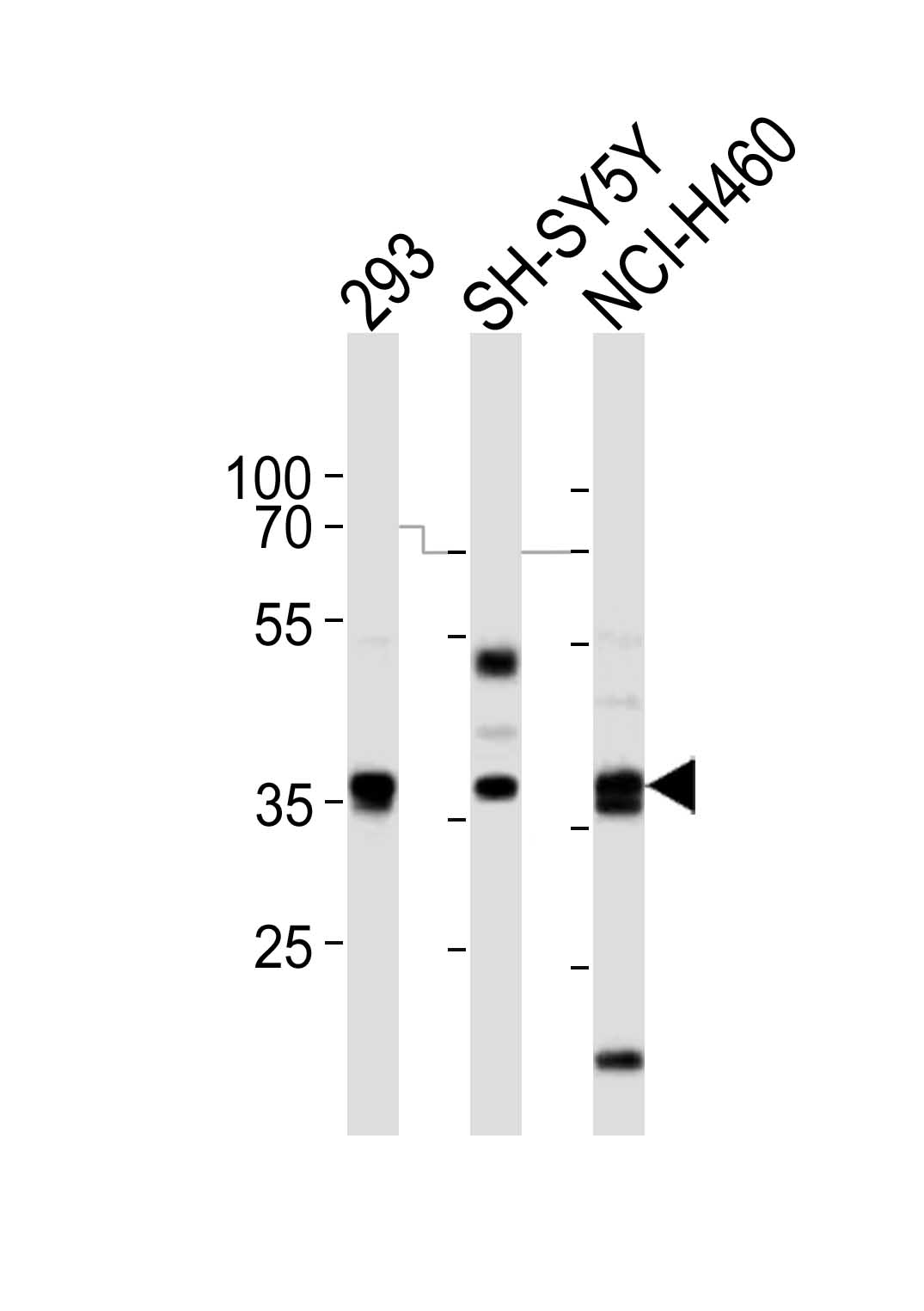 anti-EN1 / Engrailed 1 antibody (ARG55693) - arigo Biolaboratories