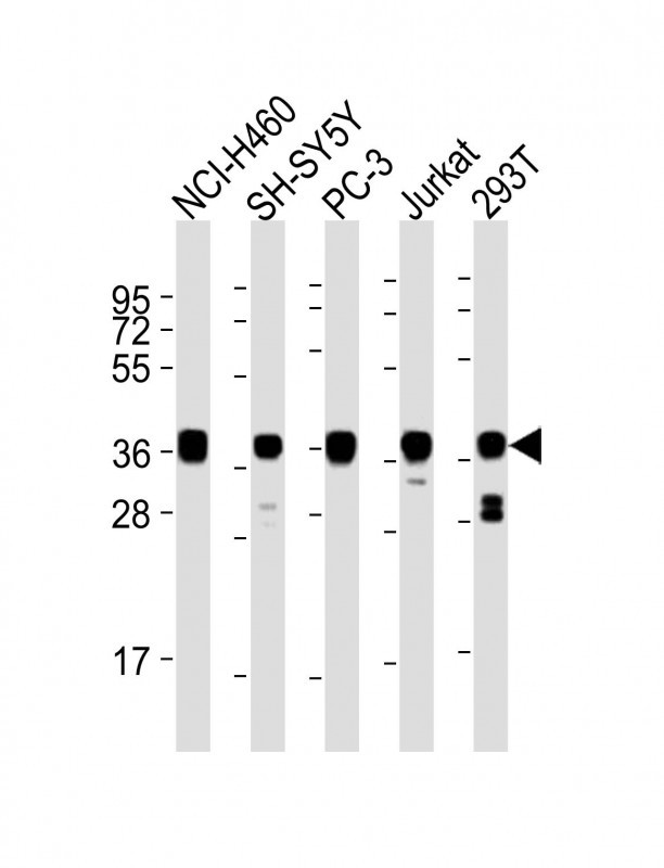 anti-EN1 / Engrailed 1 antibody (ARG55693) - arigo Biolaboratories