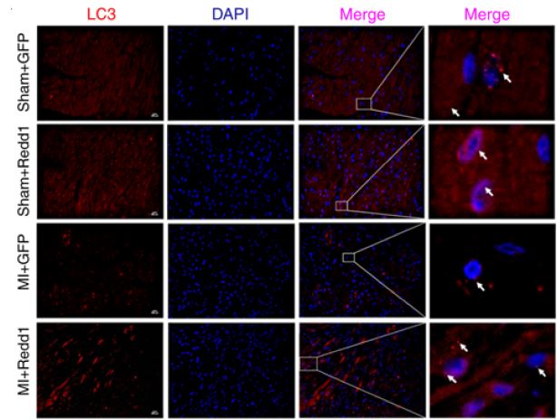 anti-LC3B antibody (ARG55799) - arigo Biolaboratories